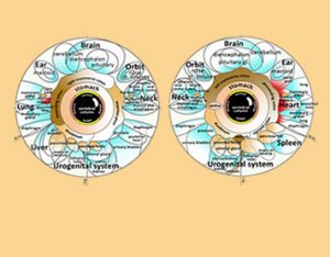 Introduction to Iridology - Iris Patterns
